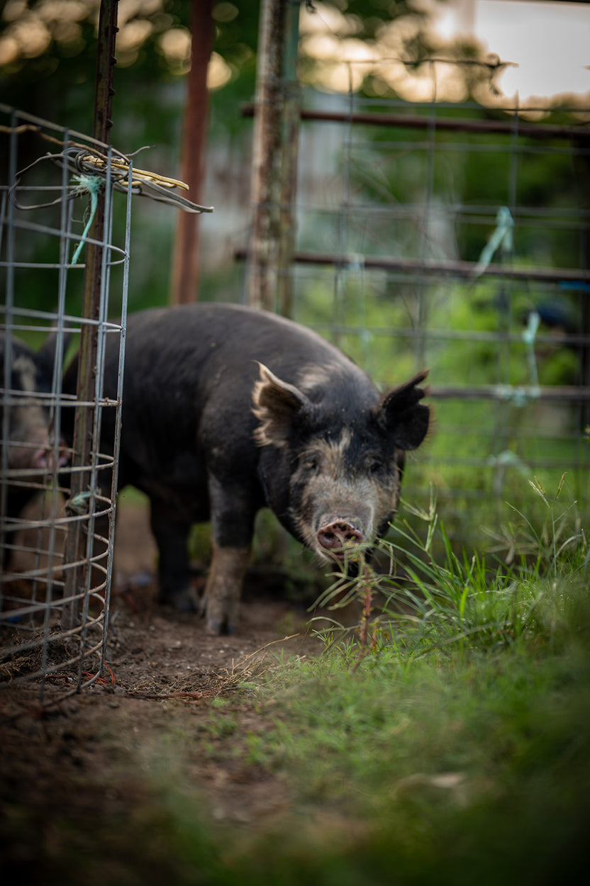 OUR STORY – Taylor Stevenson Ranch Meat Co